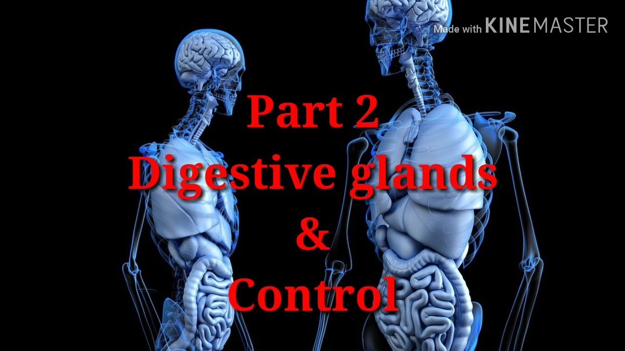 Human digestive system part 2, digestive glands and control - YouTube
