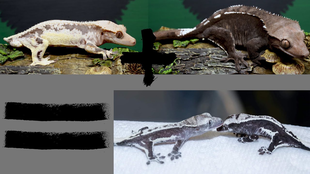 2021 Axanthic Lilly White Breeding Groups - YouTube