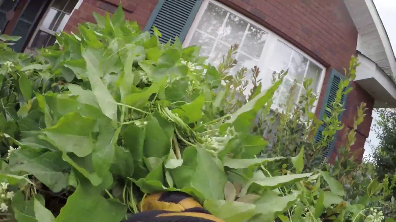 How I trim and shape bushes! - YouTube