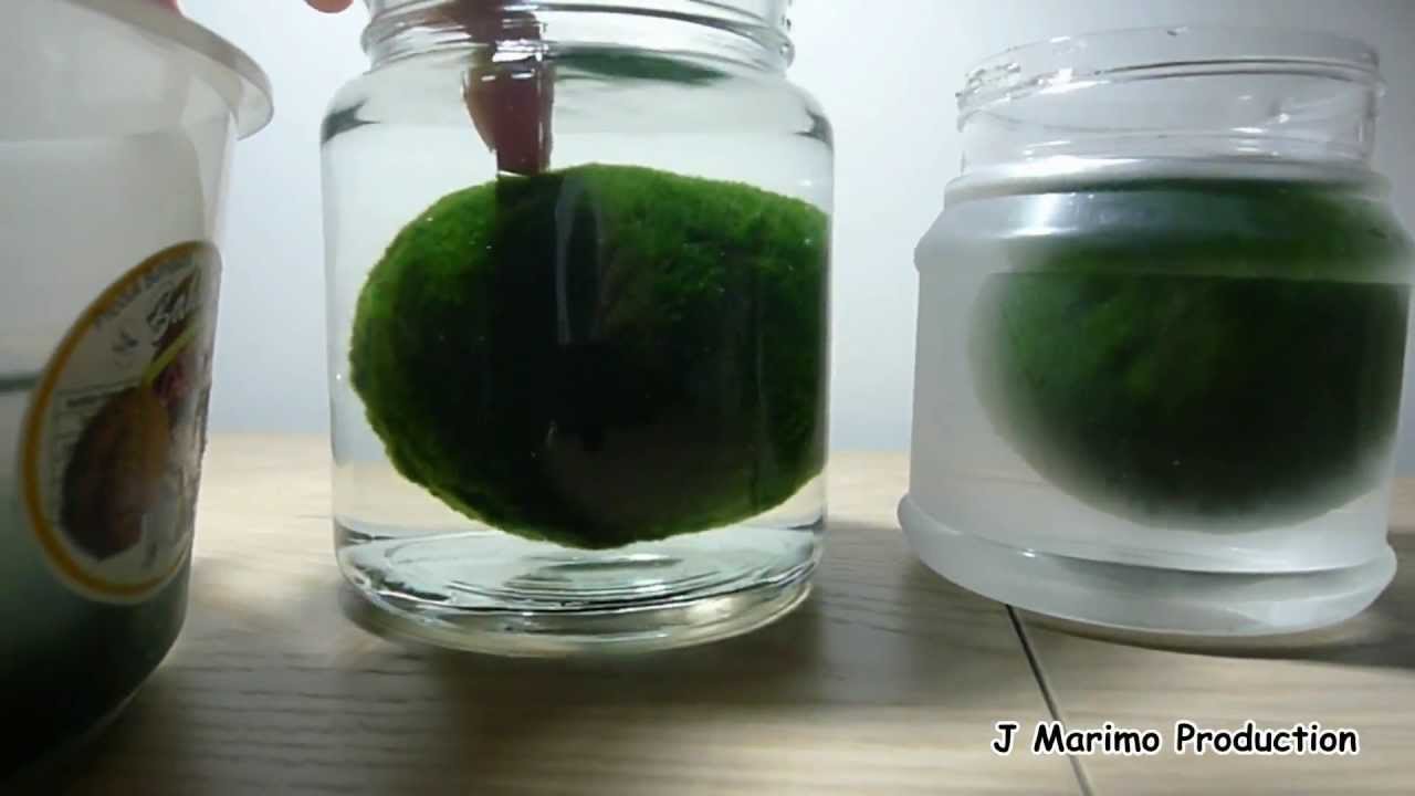 J Marimo @ Lake Akan Hokkaido Giant Marimo Nano Marimo - YouTube
