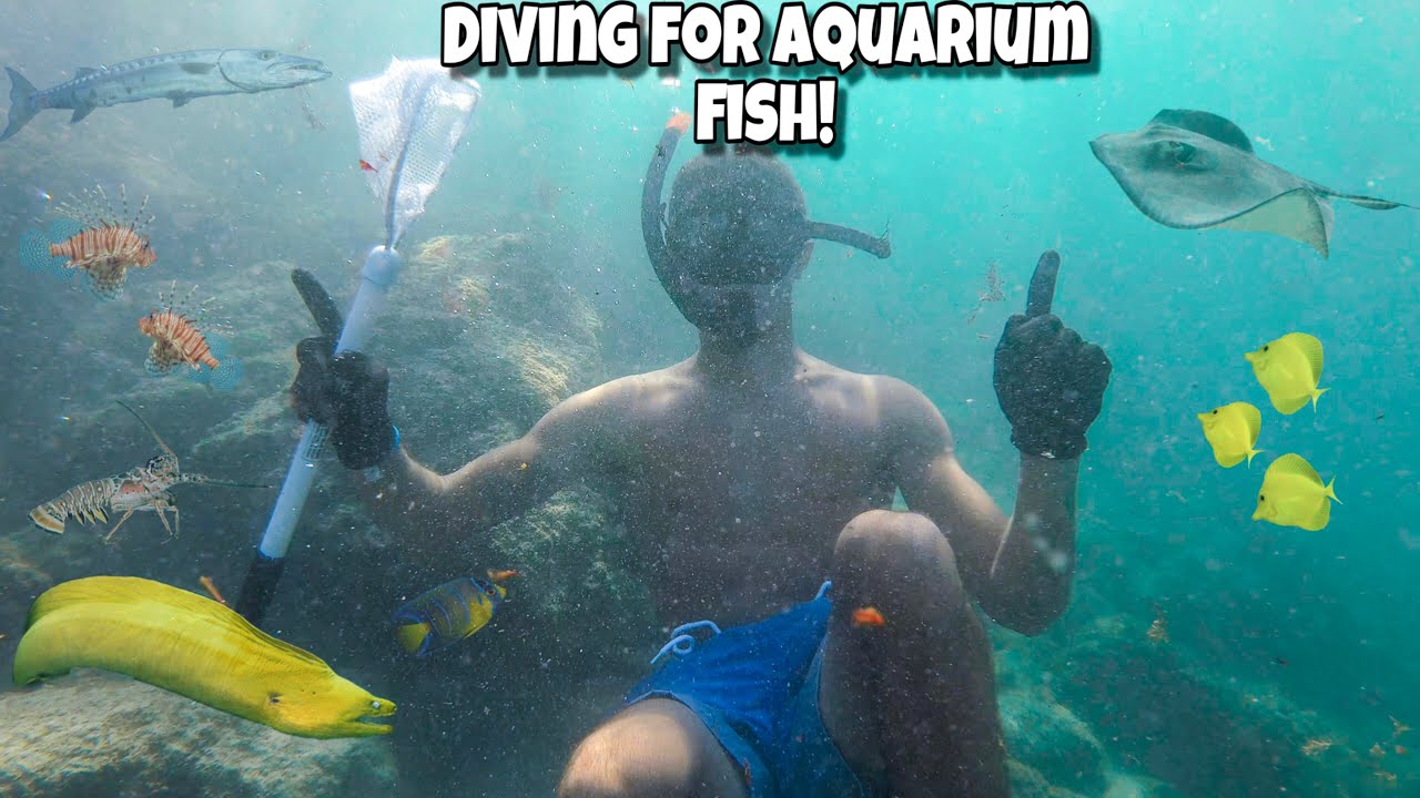 DIVING For TROPICAL AQUARIUM FISH!! - YouTube
