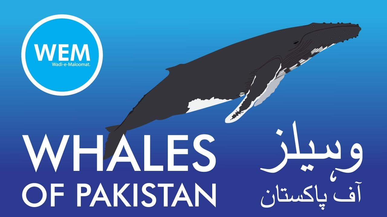 Whales of Pakistan | وہیلز آف پاکستان - YouTube