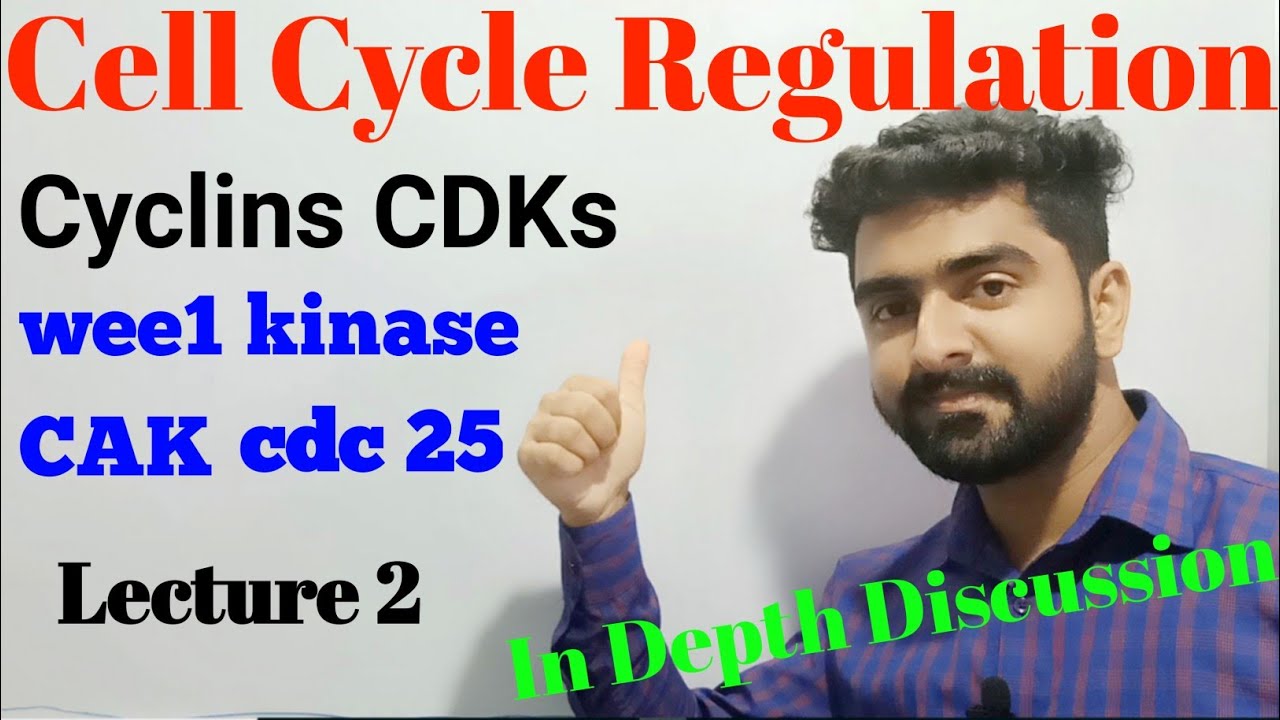 Cell Cycle Regulation | Cyclins and CDKs | Role of wee1 kinase, CAK and ...