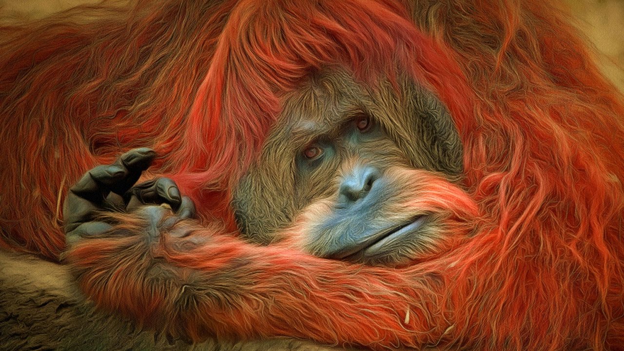 Apes RAPIDLY Disappearing From The Earth - YouTube