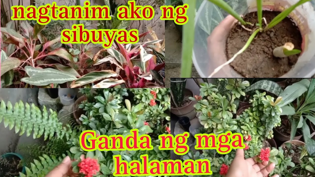 Ang mga halaman sa hardin🌱||Nagtanim ako ng sibuyas🧅||YhetVlog||Simplyj ...