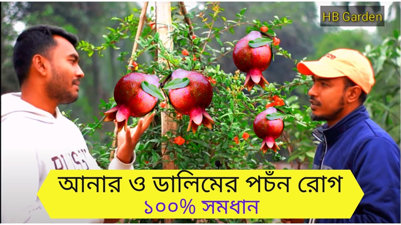 Pomegranate and pomegranate rot disease is 100% solution - YouTube
