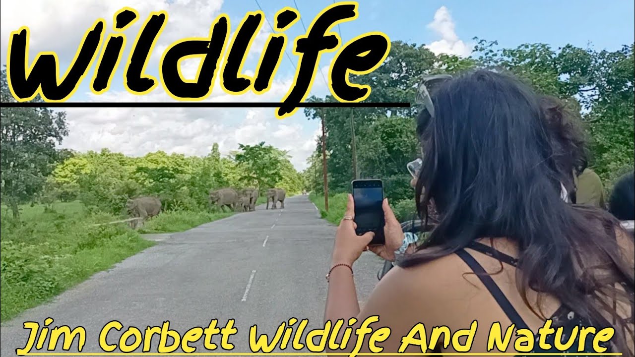 JIM Corbett National Park ! Dhela Zone ! Mini Dhikala Jhirna Zone ...