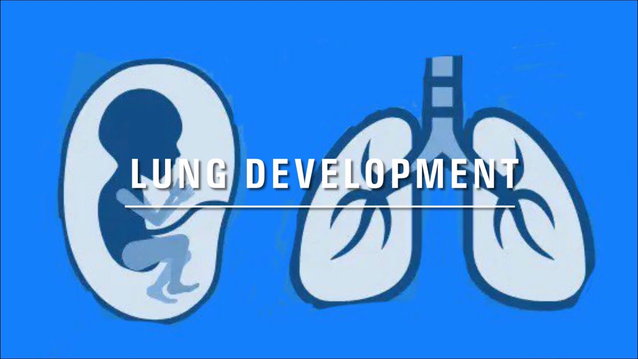 Lung development/embryology notes - YouTube