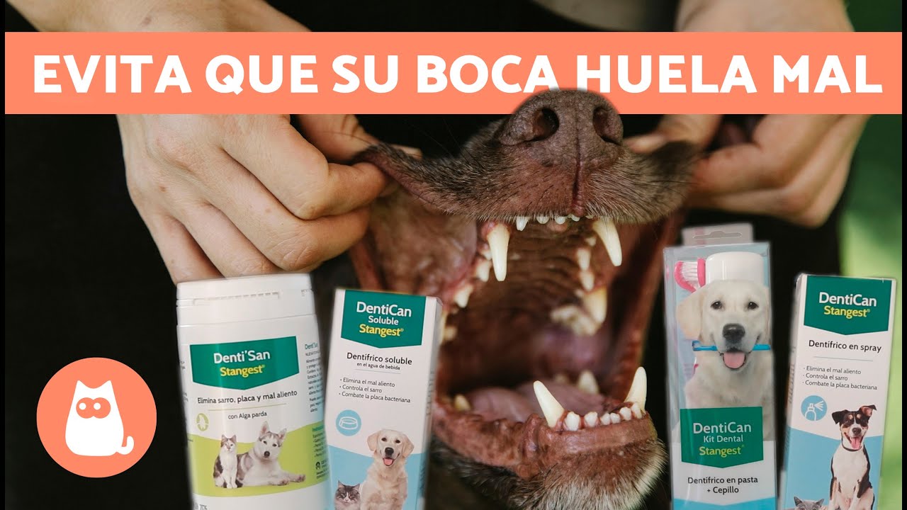 ¿Cómo EVITAR el MAL ALIENTO en los PERROS?🐶🪥 - YouTube