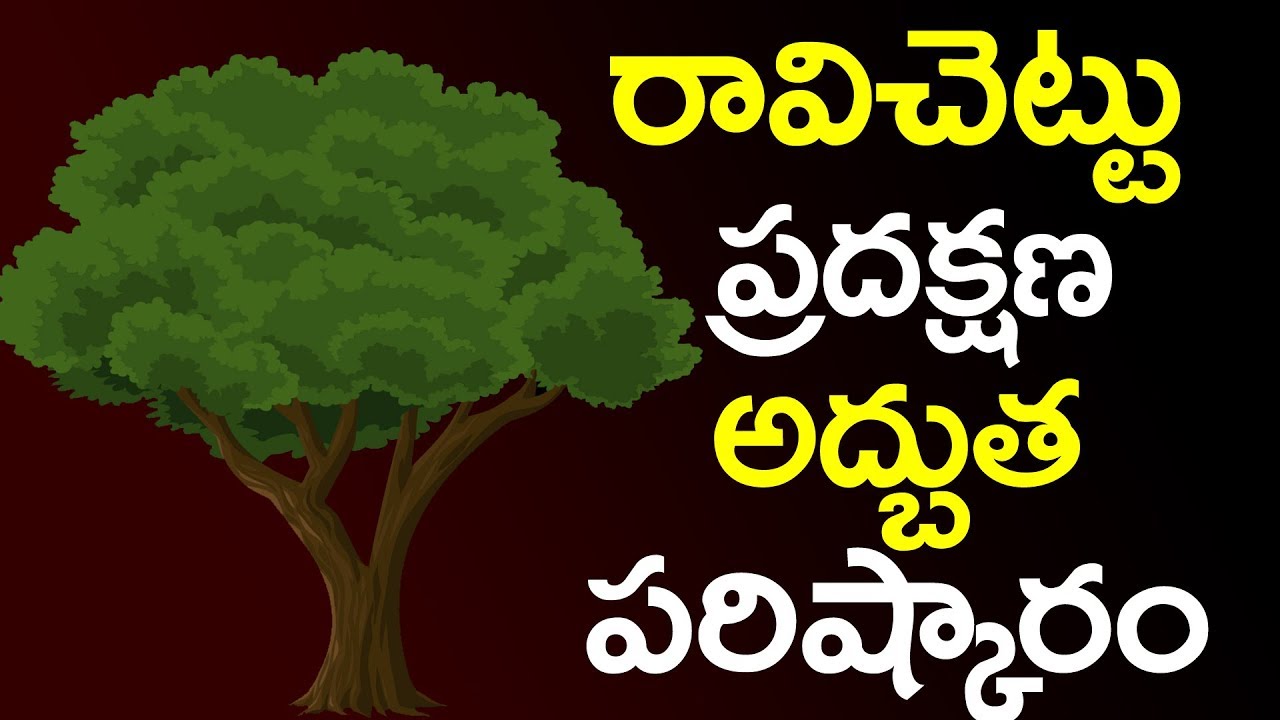 Raavi Chettu Pradakshina Super remedie for students | రావి చెట్టు ...