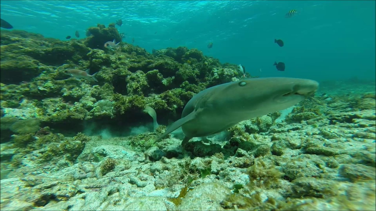 Requins nourrices à Petite-Terre en Guadeloupe - YouTube