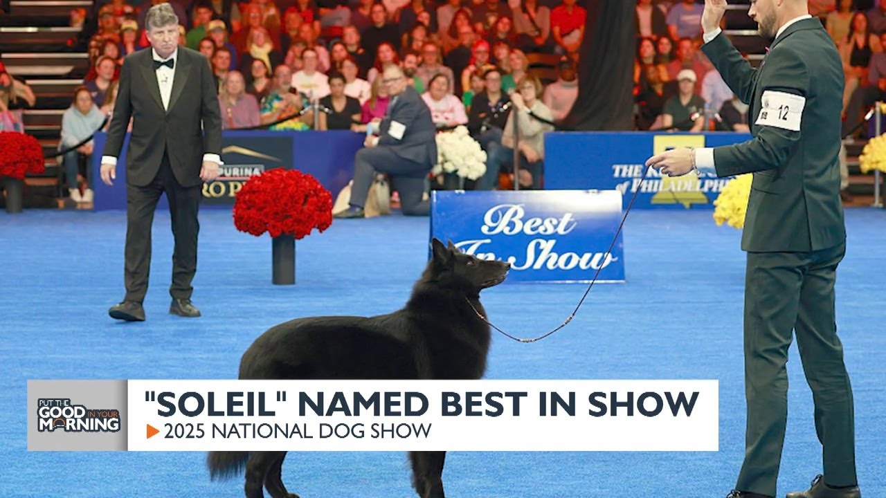 "Soleil" named best in show at 2025 National Dog Show - YouTube