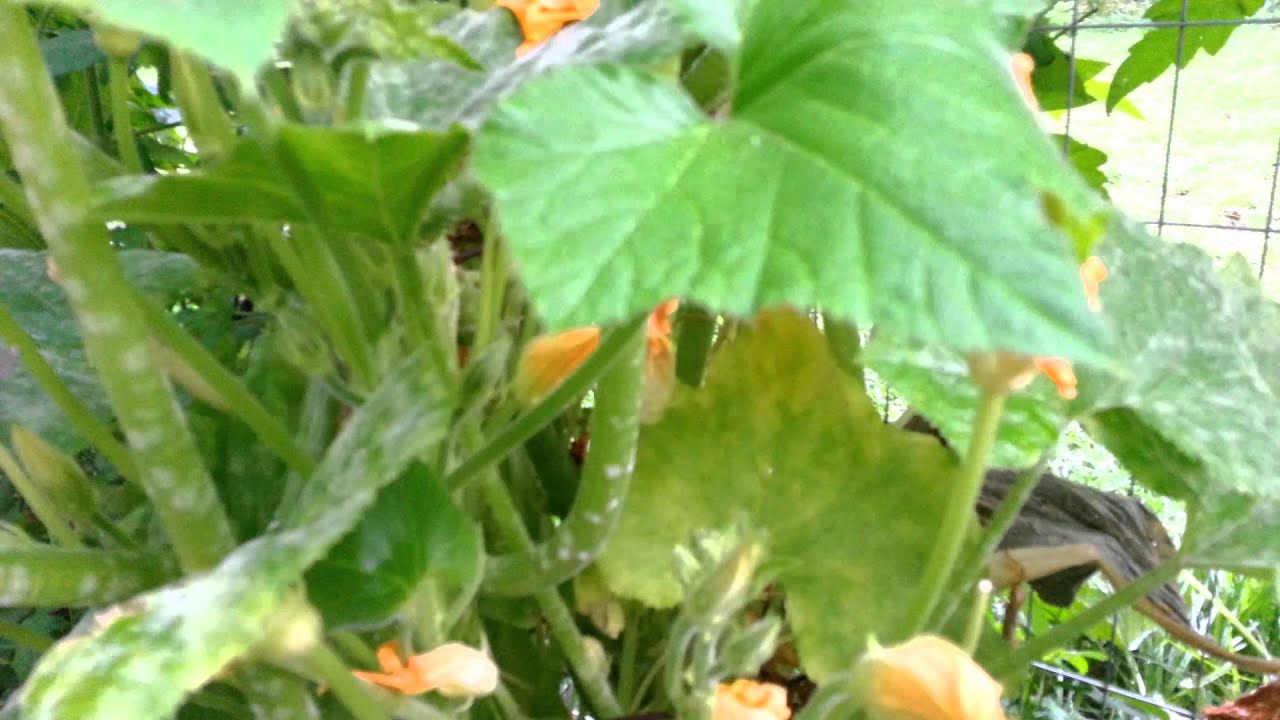 White mold or mildew on my squash plants. ??? - YouTube
