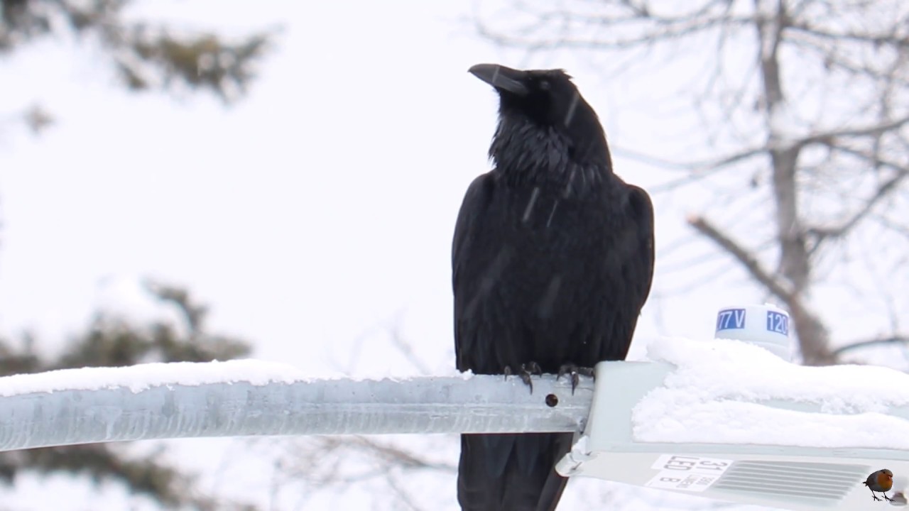 Raven Strange Vocal - YouTube