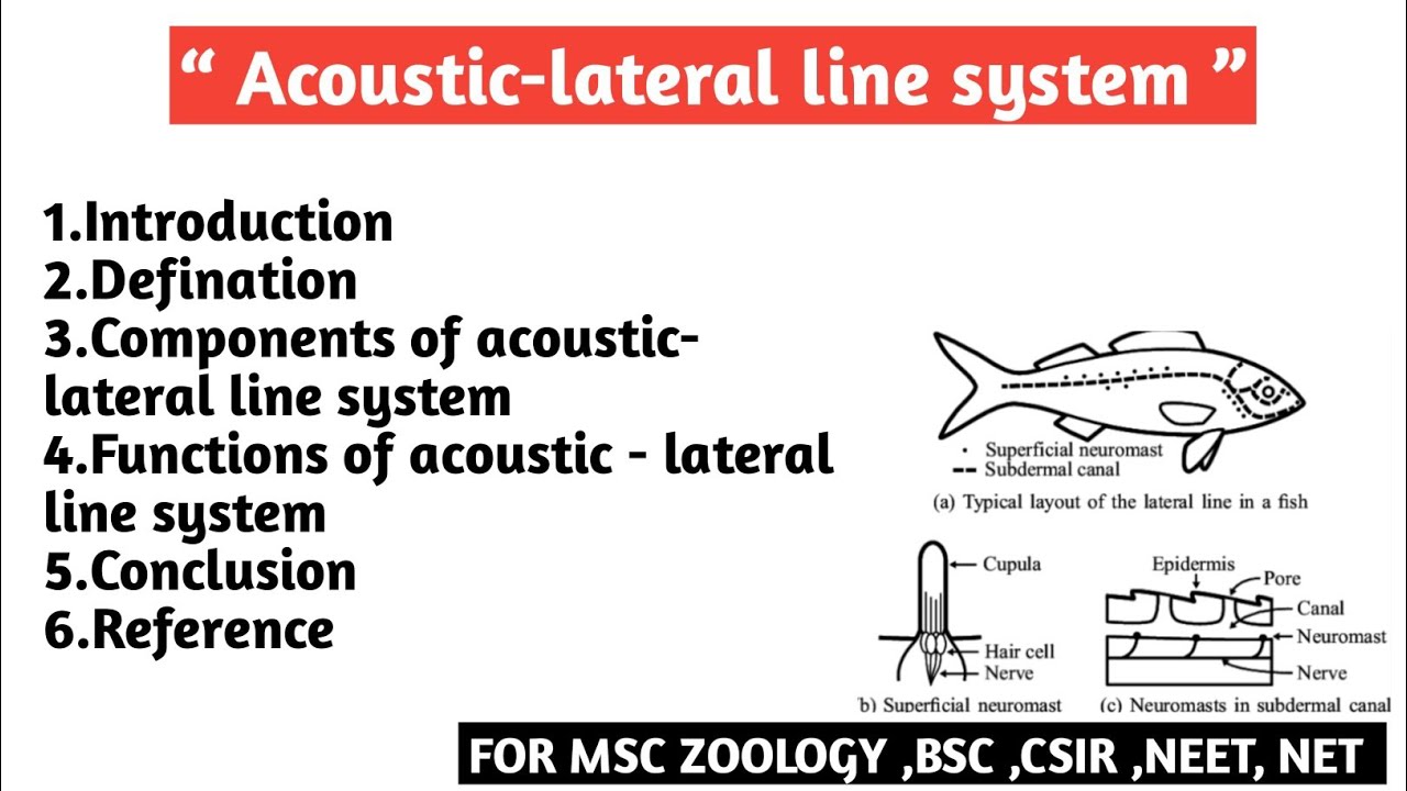Acoustic - Lateral line system | Components of acoustic lateral line ...