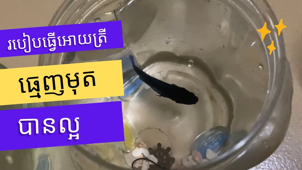 របៀបធ្វើអោយត្រីធ្មេញមុត How to make make betta Fish sharp teeth - YouTube