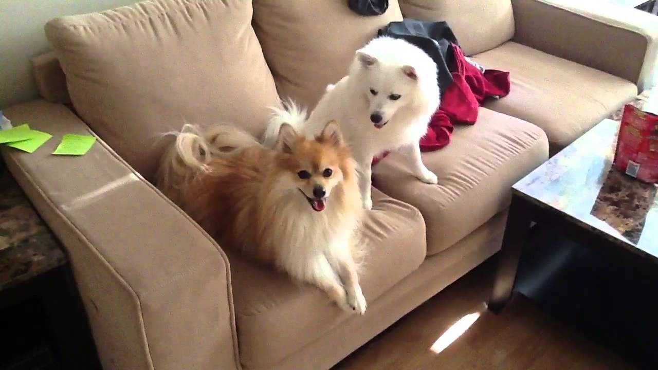 True Love - Sibby & Max - Mini Eskie Pom - YouTube