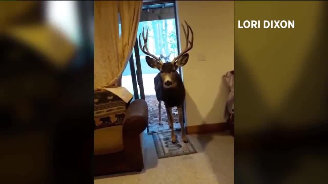 'Egregious' Video Shows Woman Feeding Deer Inside Colorado Home - YouTube