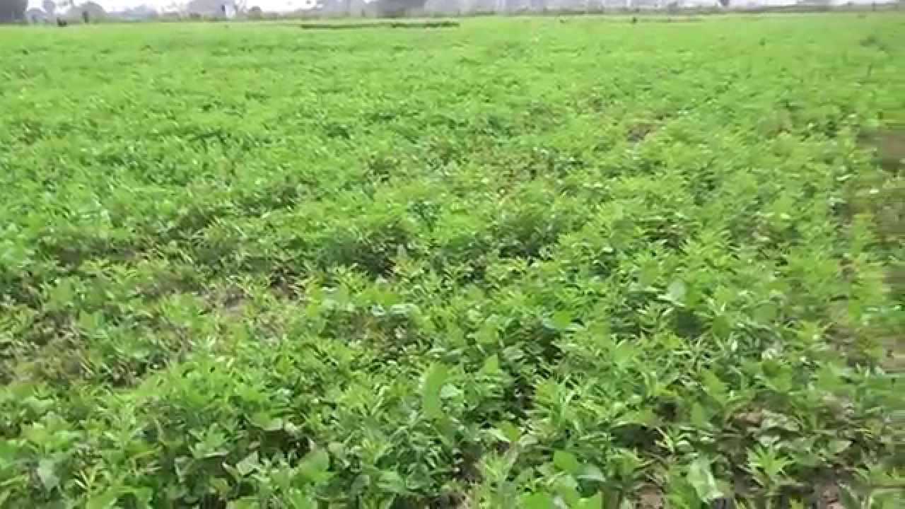 20141103123359 GREEN MENNUR JANUMU ALLACHANDA PILLIPESARA - YouTube