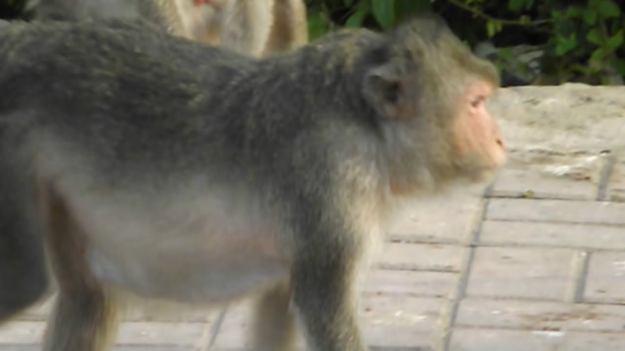 monkeys doing monkey things ! good dacha asl - YouTube