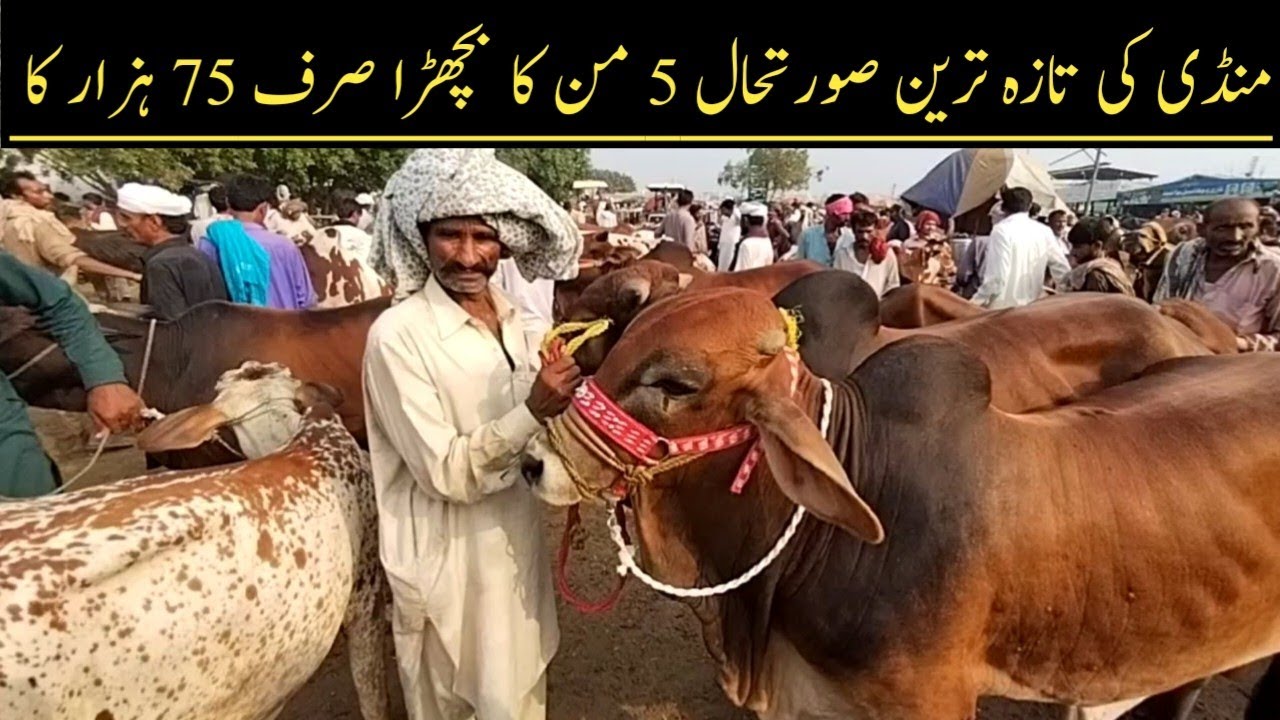 Lahore Mandi Shahpur Kanjar Price Latest Updates Beautiful Bachra in ...