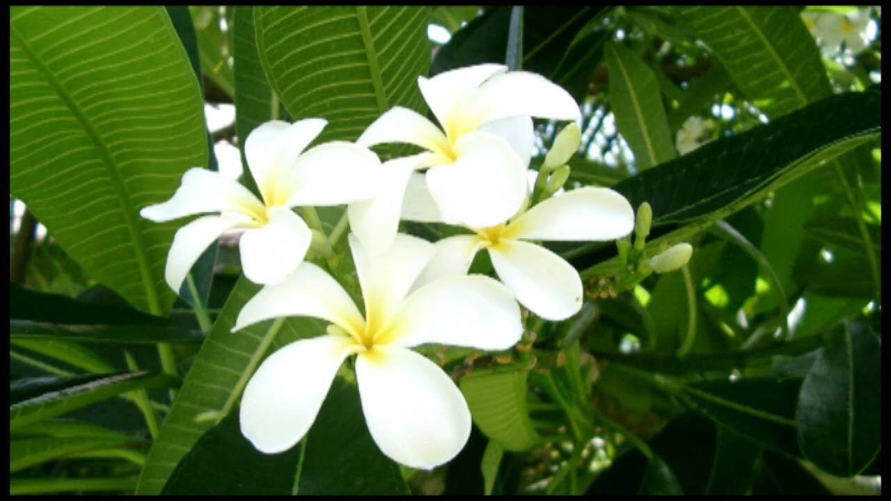 Katsuko Okada "Pohai Ke Aloha" - YouTube