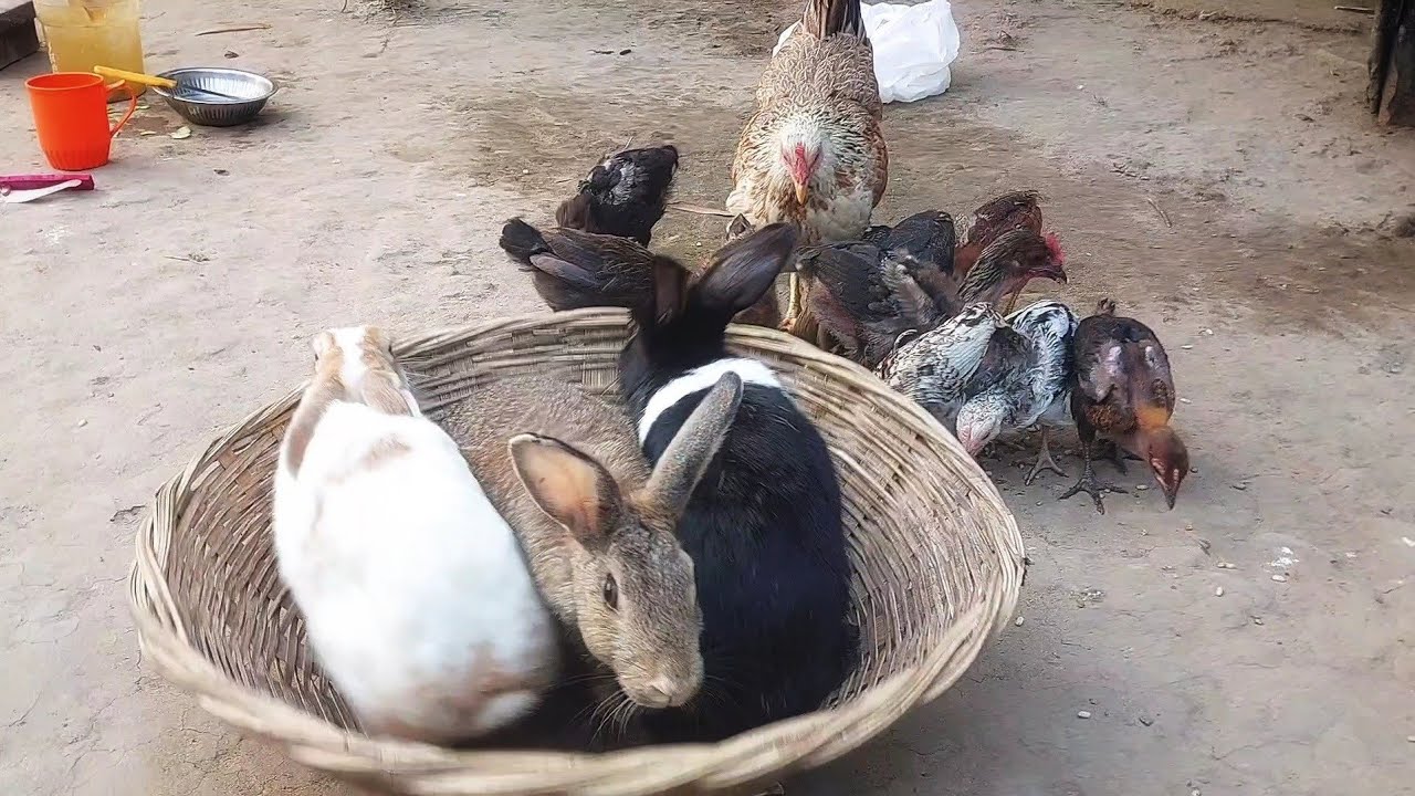 Chicken chicks and rabbits video - YouTube