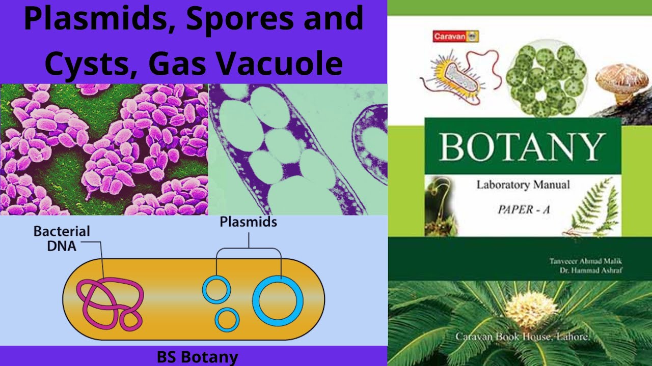 Plasmids, Spores and Cysts, Gas Vacuole || Plasmids, Spores and Cysts ...
