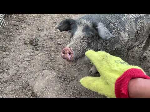 Ferocious pig almost bites my hand - YouTube