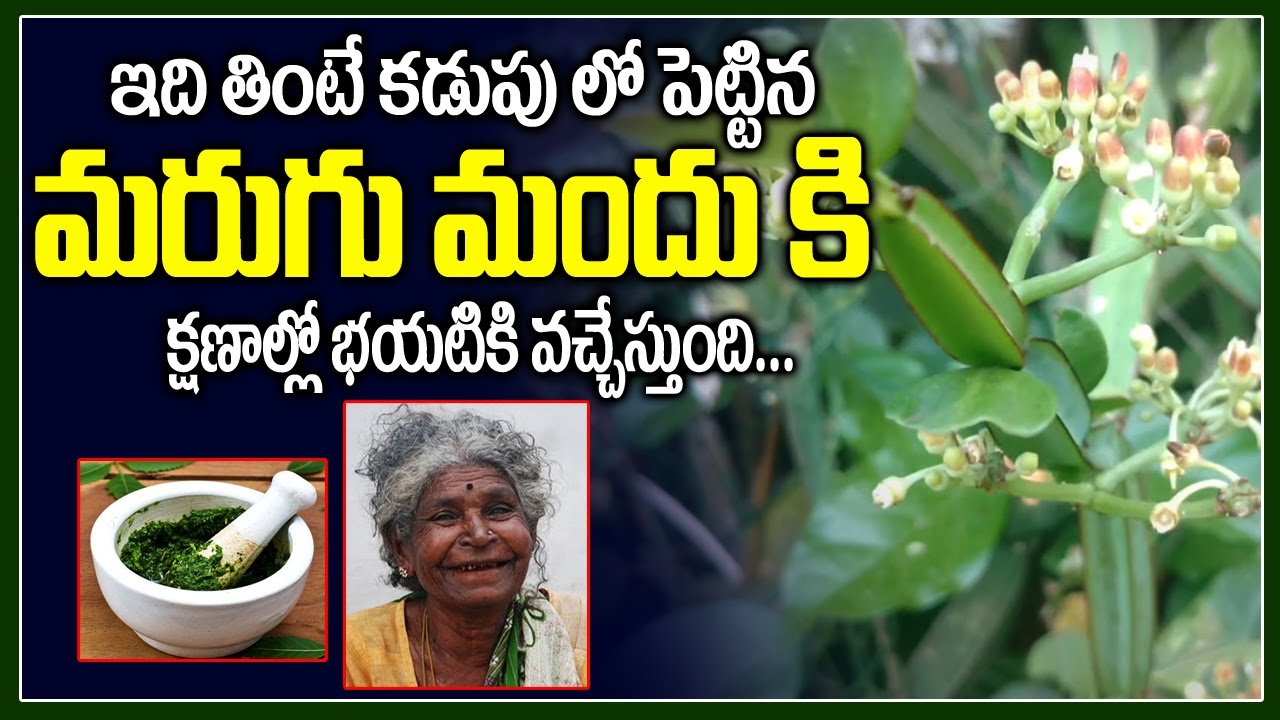 ఇది తింటే కడుపులో పెట్టిన మరుగు మందు క్షణాల్లో బయటికి వచ్చేస్తుంది ...