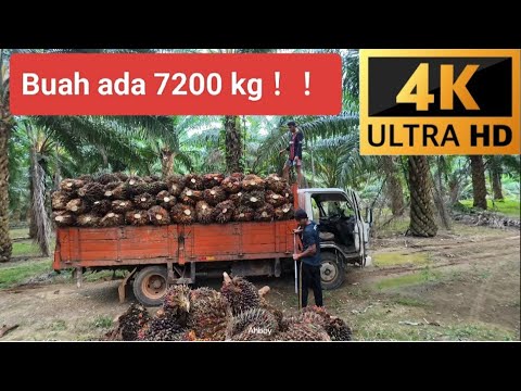 Buah sawit ada 7200 kg !!! | Oil Palm Driver | POV | Malaysia | Indonesian | 4K | lori