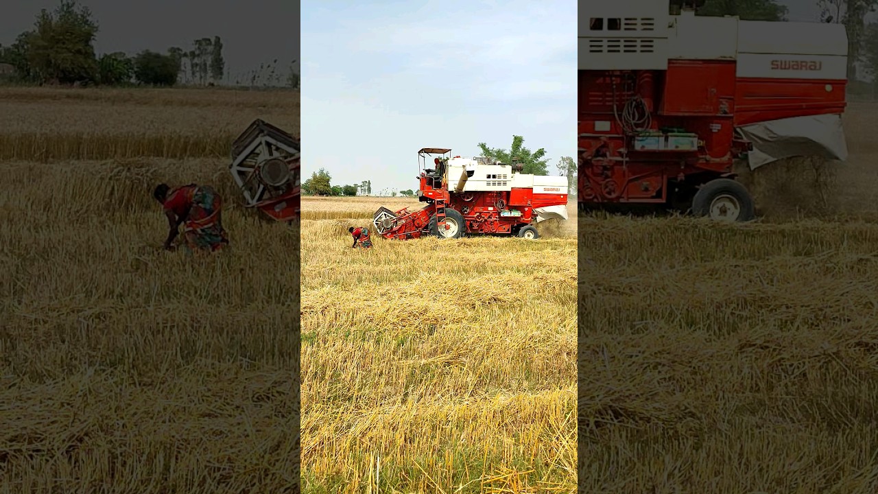 😵😵😵combine harvester lady missed from accident - YouTube