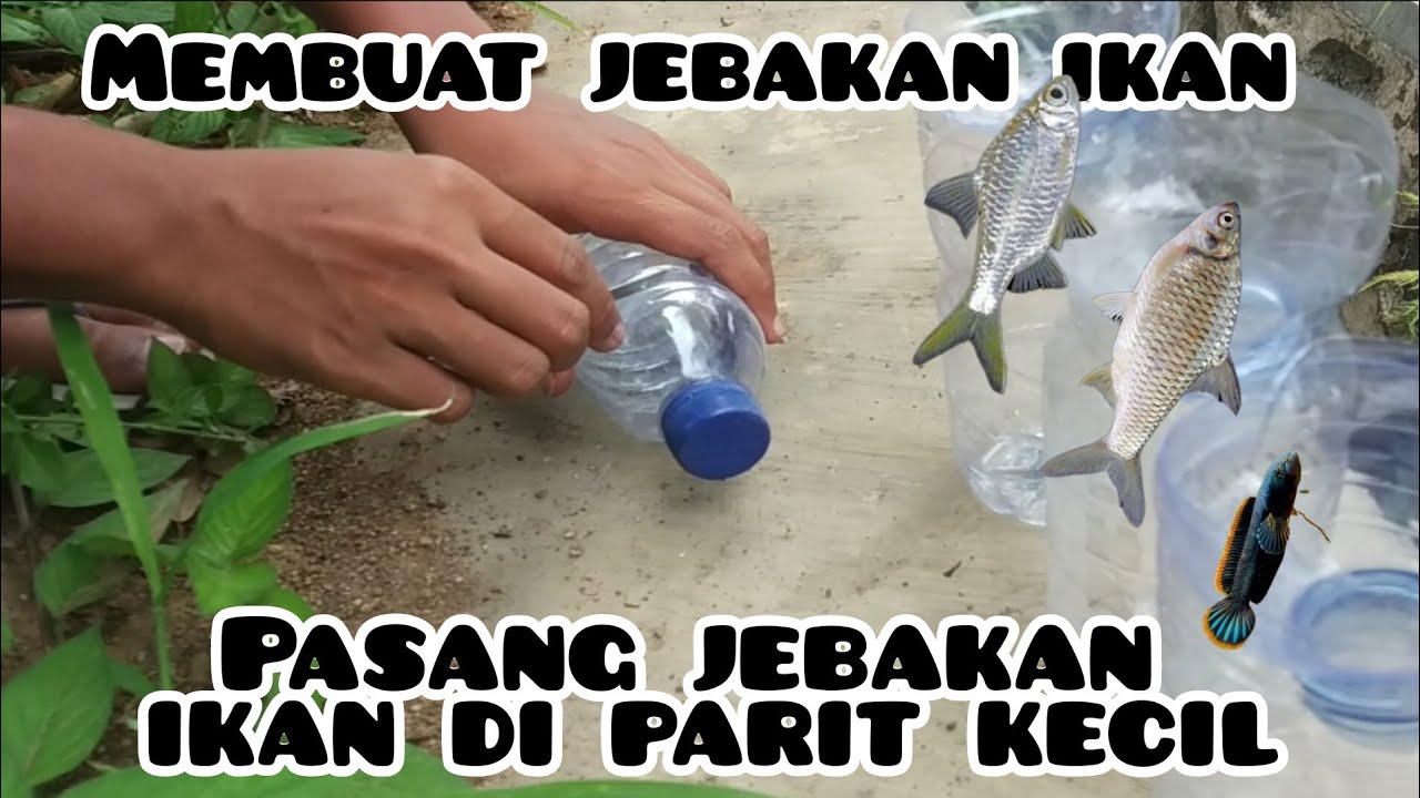 buat jebakan ikan untuk pasang di parit kecil biasanya!!! - YouTube