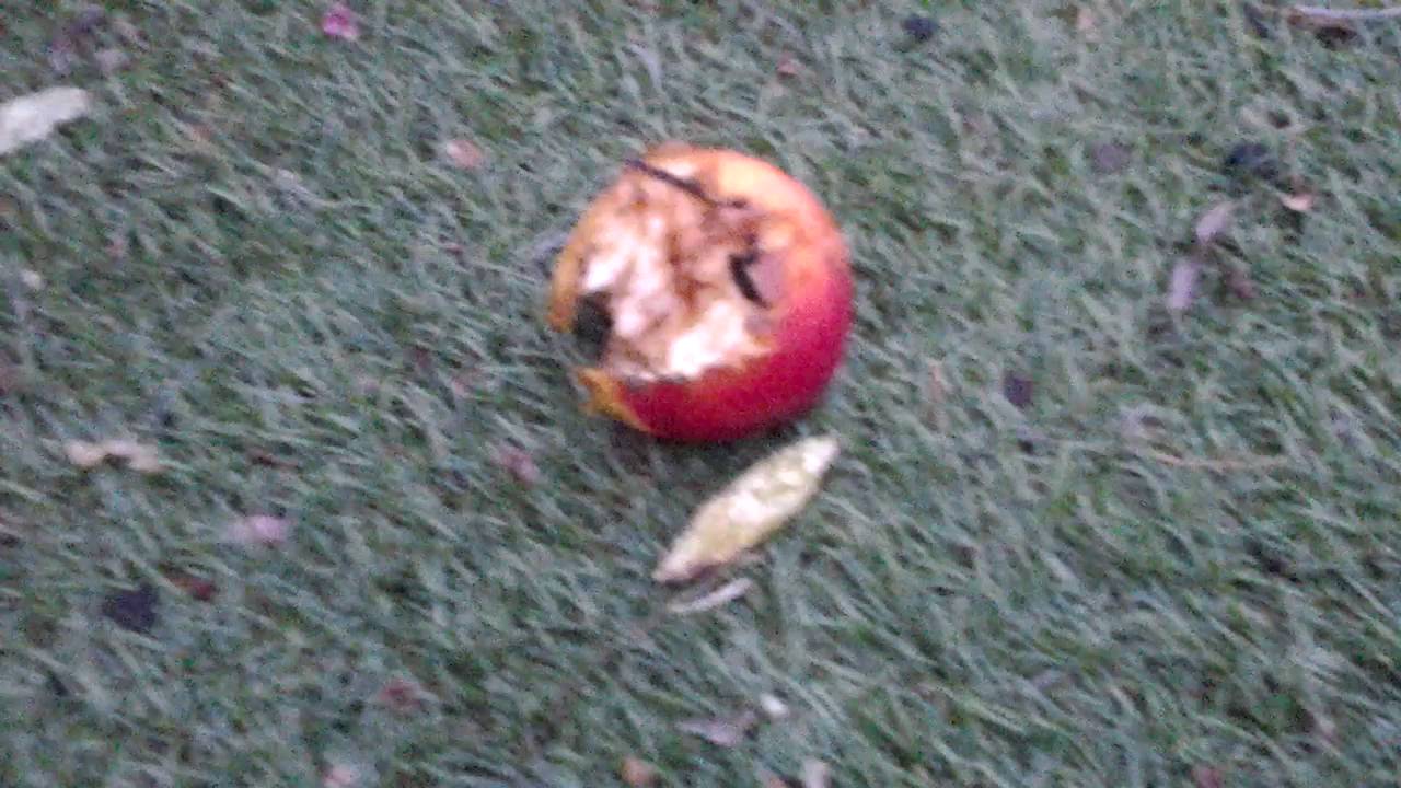 Verotte Appel - YouTube