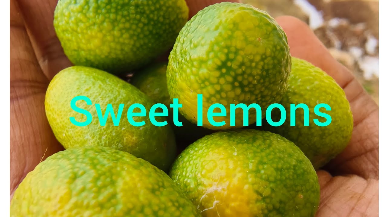 sweet lemons uses! - YouTube
