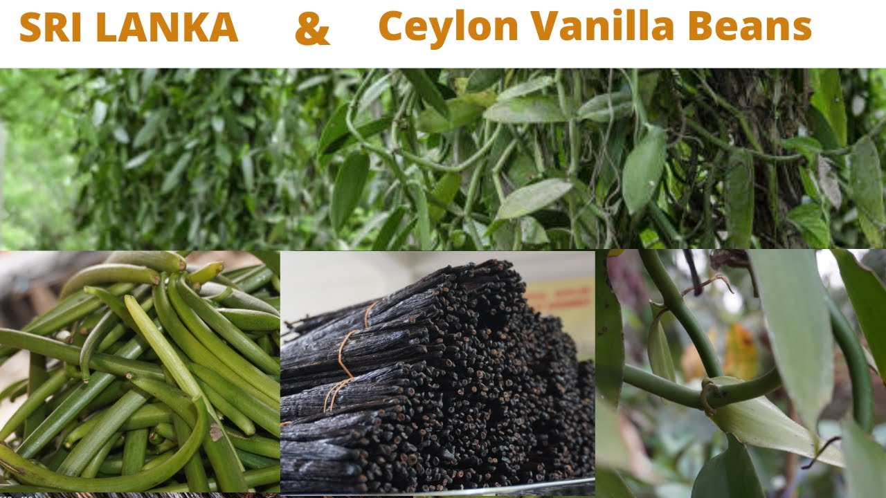Ceylon Vanilla Beans, Sri Lanka Vanilla Cultivation, Traditionally Cured Vanilla Beans, Whole ...