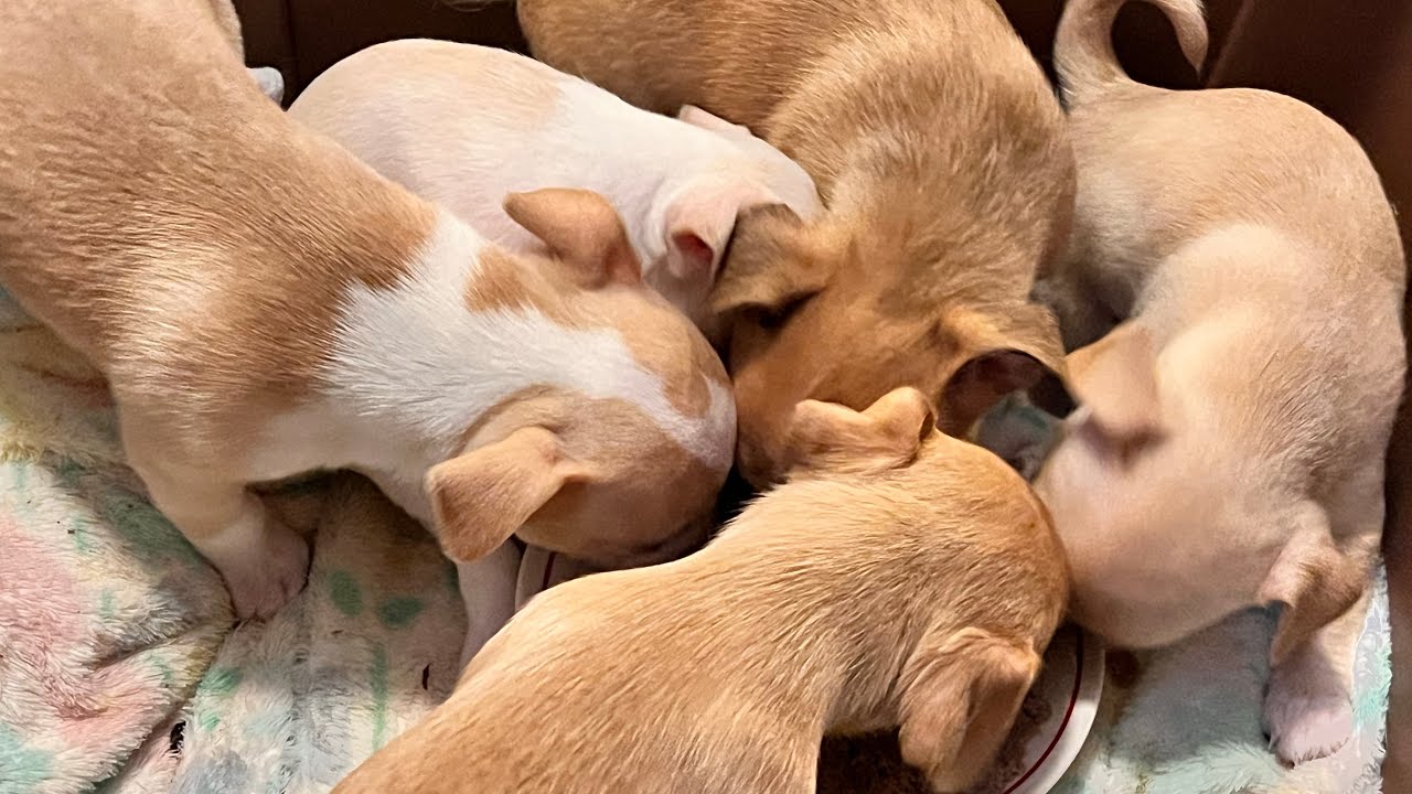 Puppy’s playing. 5 1/2 week old - YouTube