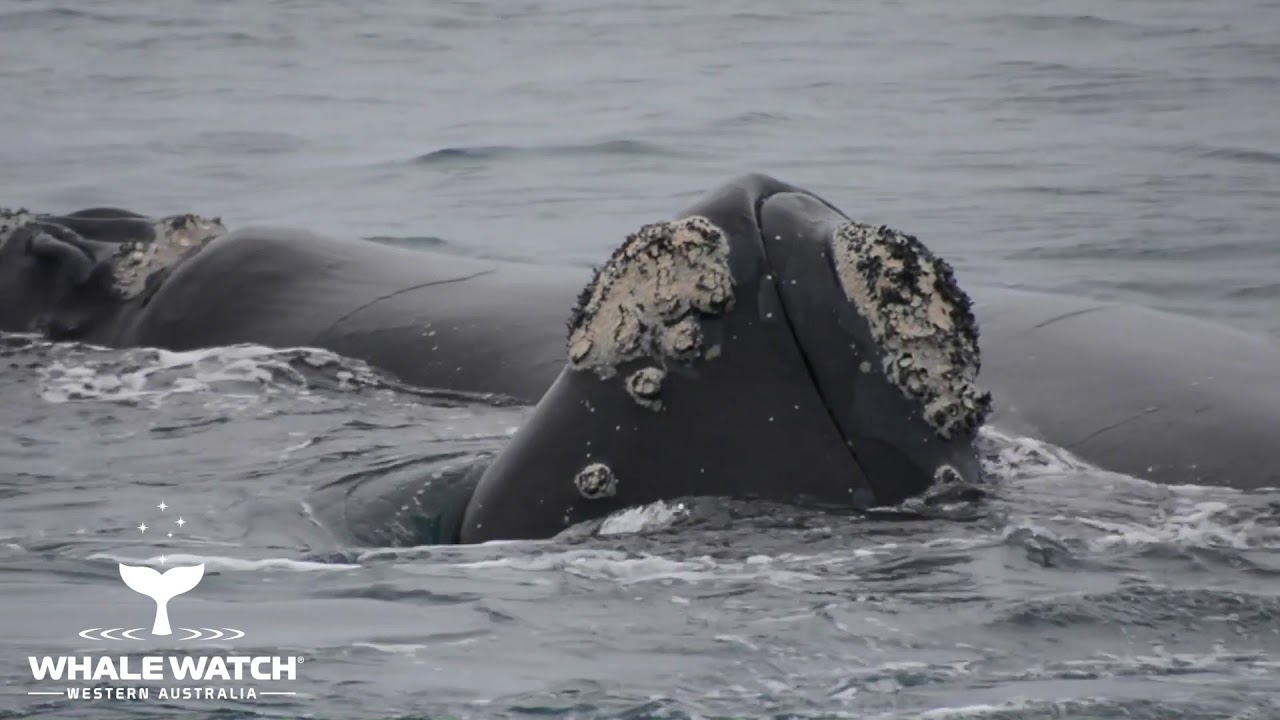 Mating Southern Right Whales - YouTube