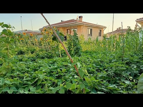 TOKİ'NİN KÖY EVLERİ & YAĞMUR YAĞIYOR, BAHÇEMİZİN DURUMU (Temmuz 2022)