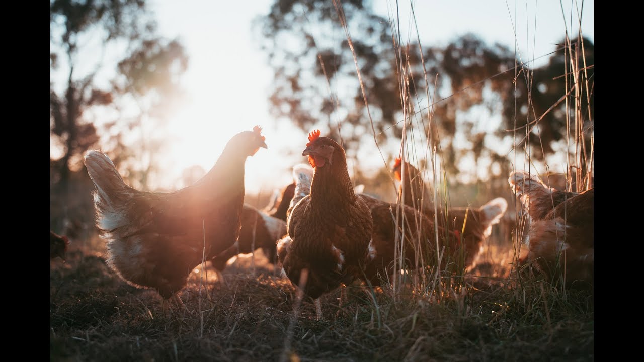 Hollyburton Farm | Melbourne Australia - YouTube
