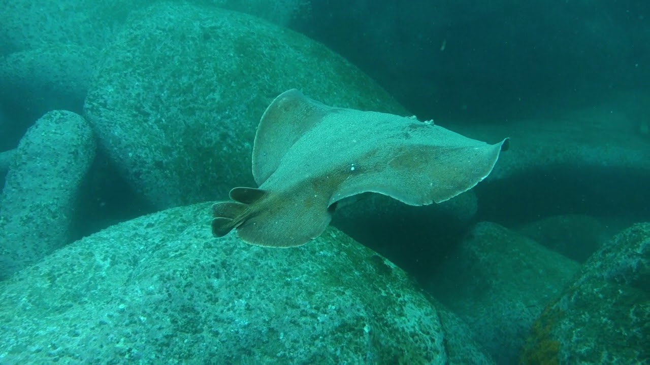 Coffin Ray - aka Numbray (Hypnos monopterygius) - YouTube