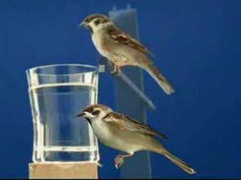 Passerotto ULIVETO - YouTube