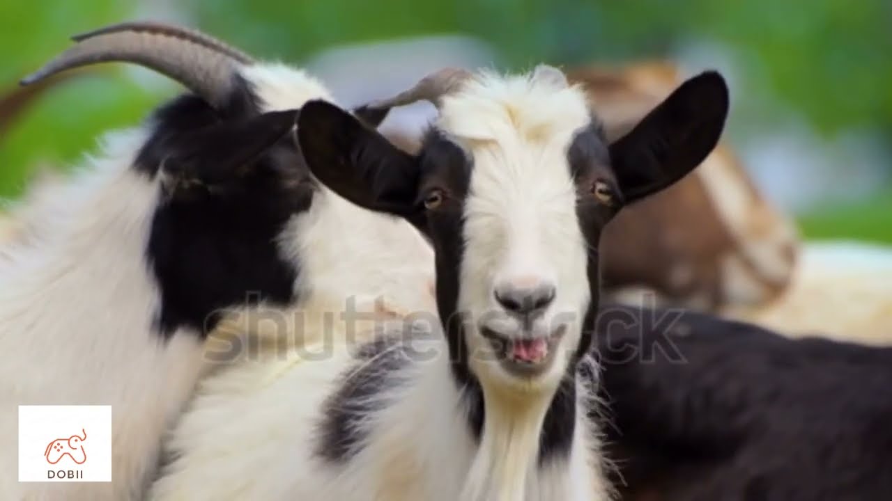 This video contains many different animals that make sounds, voice ...