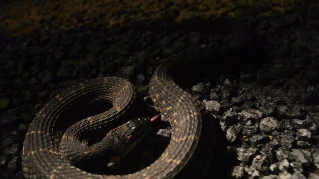 Everglades Snakes and Alligators - YouTube
