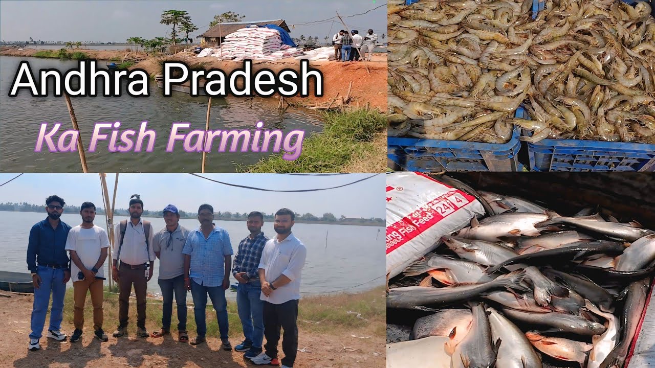 Andra Pradesh ka Fish Farming | Fish Farming in Andhra Pradesh - YouTube