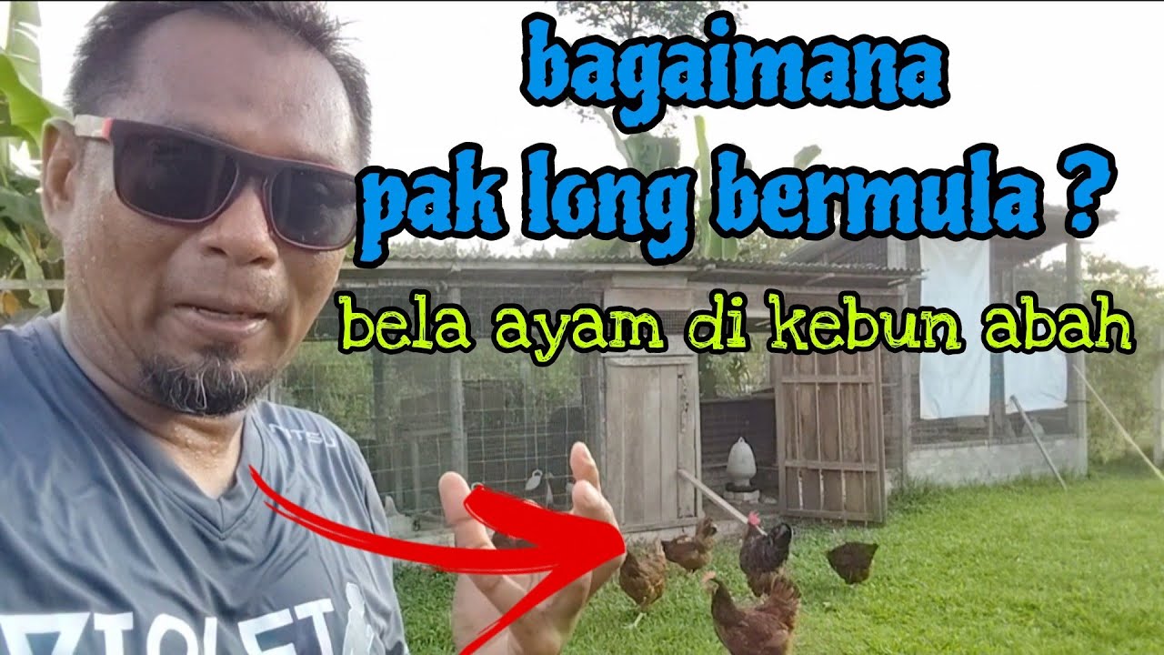 [Episod1541] macam mana pak long mula 'terjebak' bela ayam di kebun ...