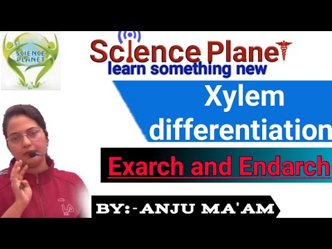 Xylem differentiations |l Exarch and Endarch || By Anju Ma'am ...