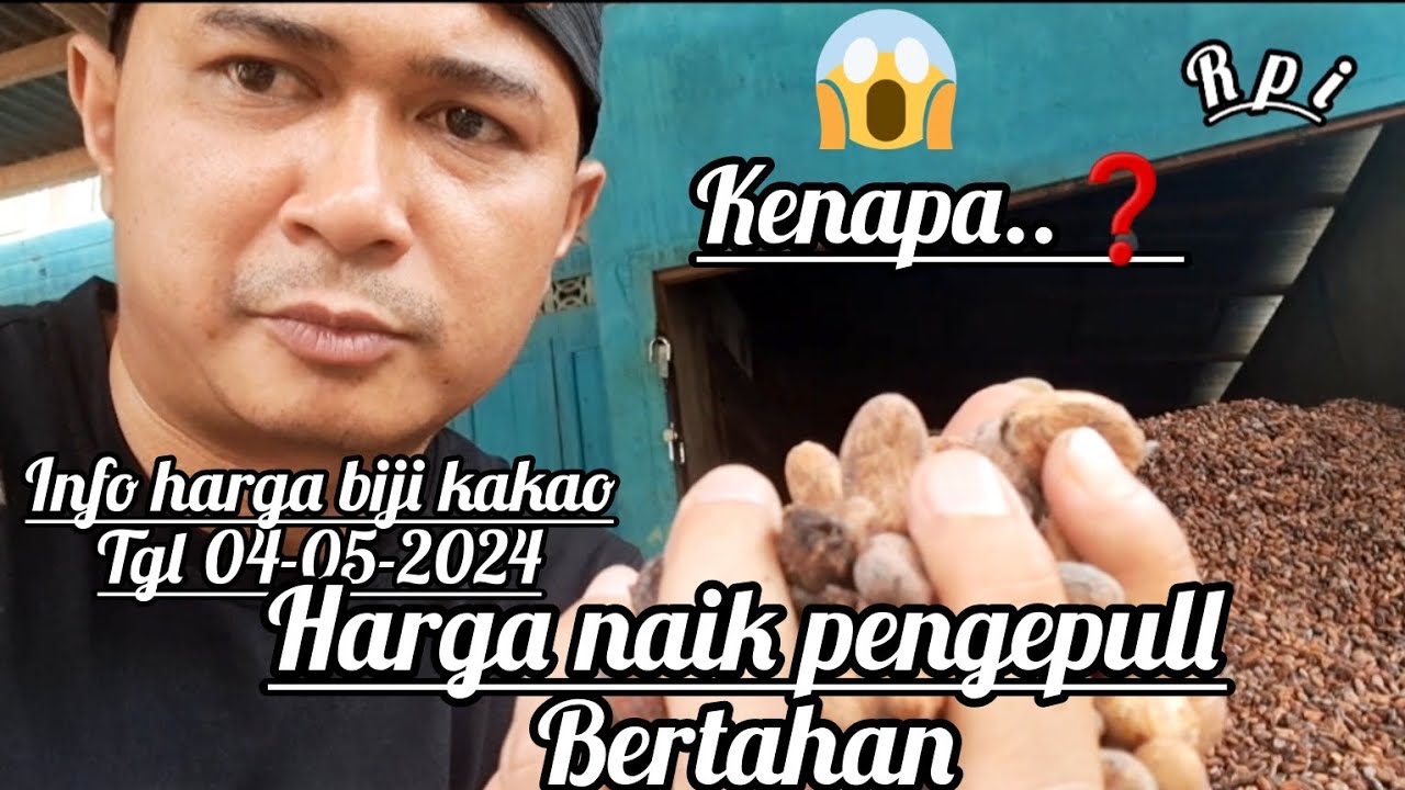 Petani Kakao Panik Harga Biji Kakao Menurun ‼️#cocoa #petani # ...