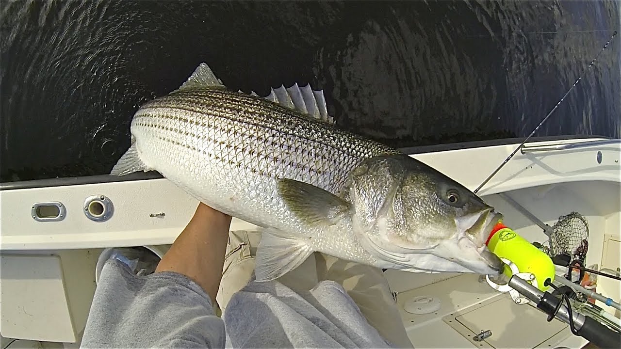 Incredible Live Lining Action for Striped Bass - YouTube