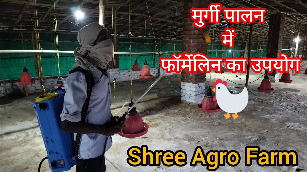 मुर्गी पालन में फॉर्मेलिन का उपयोग कैसे करें || Use of Formalin in ...